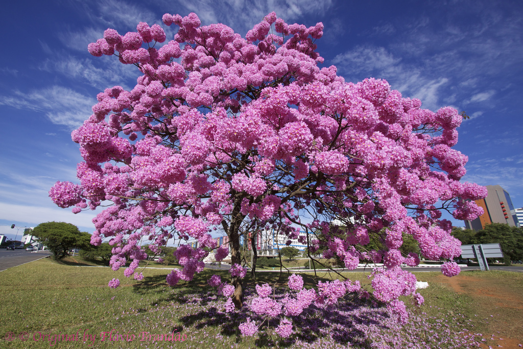 Beta-Lapachone.com - The information site about Beta-Lapachone